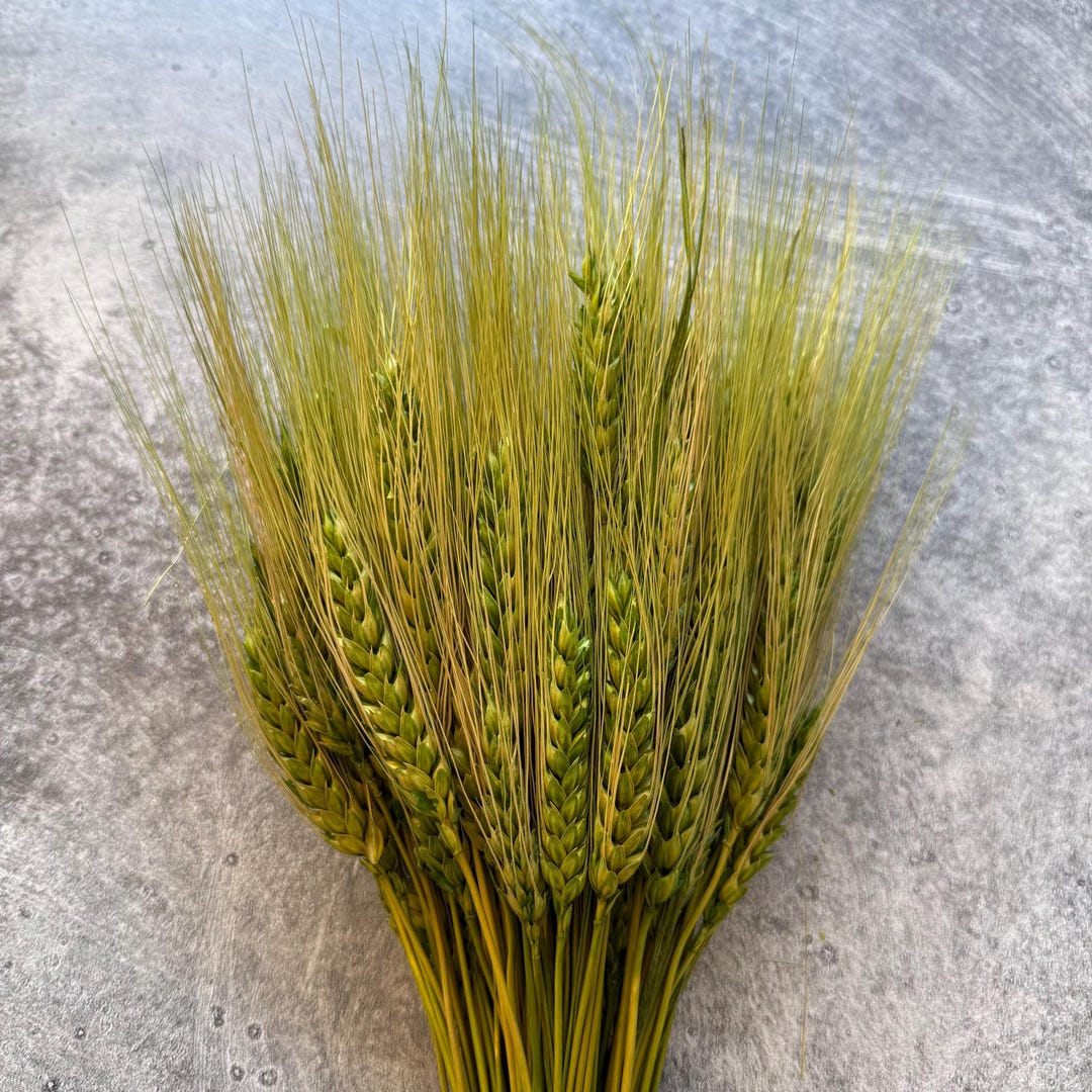 Dried Wheat Stalks, Farmhouse Decor - Etsy