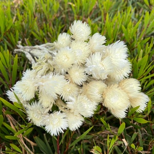 Dried White Everlasting Strawflowers, Daisy, Dried Flowers, Natural ...