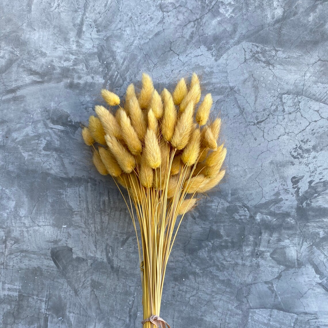 Honey Yellow Lagurus Flower Bush Dried Flowers Wedding - Etsy