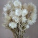 Dried White Everlasting Strawflowers, Daisy, Dried Flowers, Natural ...