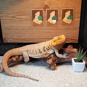 Bearded Dragon Eating Giant Burrito Tank Decor - 3x4 Art - Bearded ...