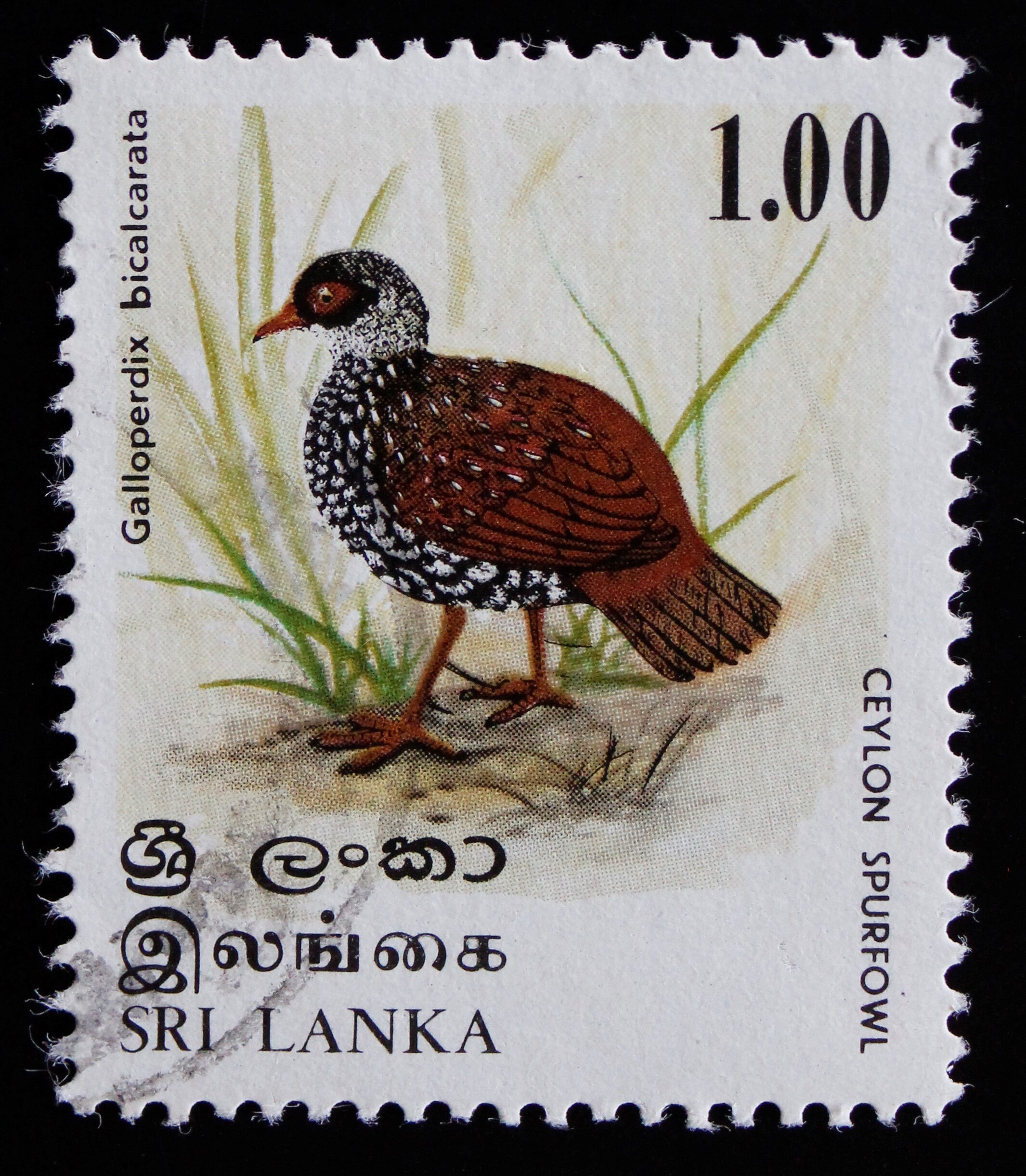 Sri Lankan Birds Postage Stamp Set // Sri Lanka 1979 Used - Etsy Australia