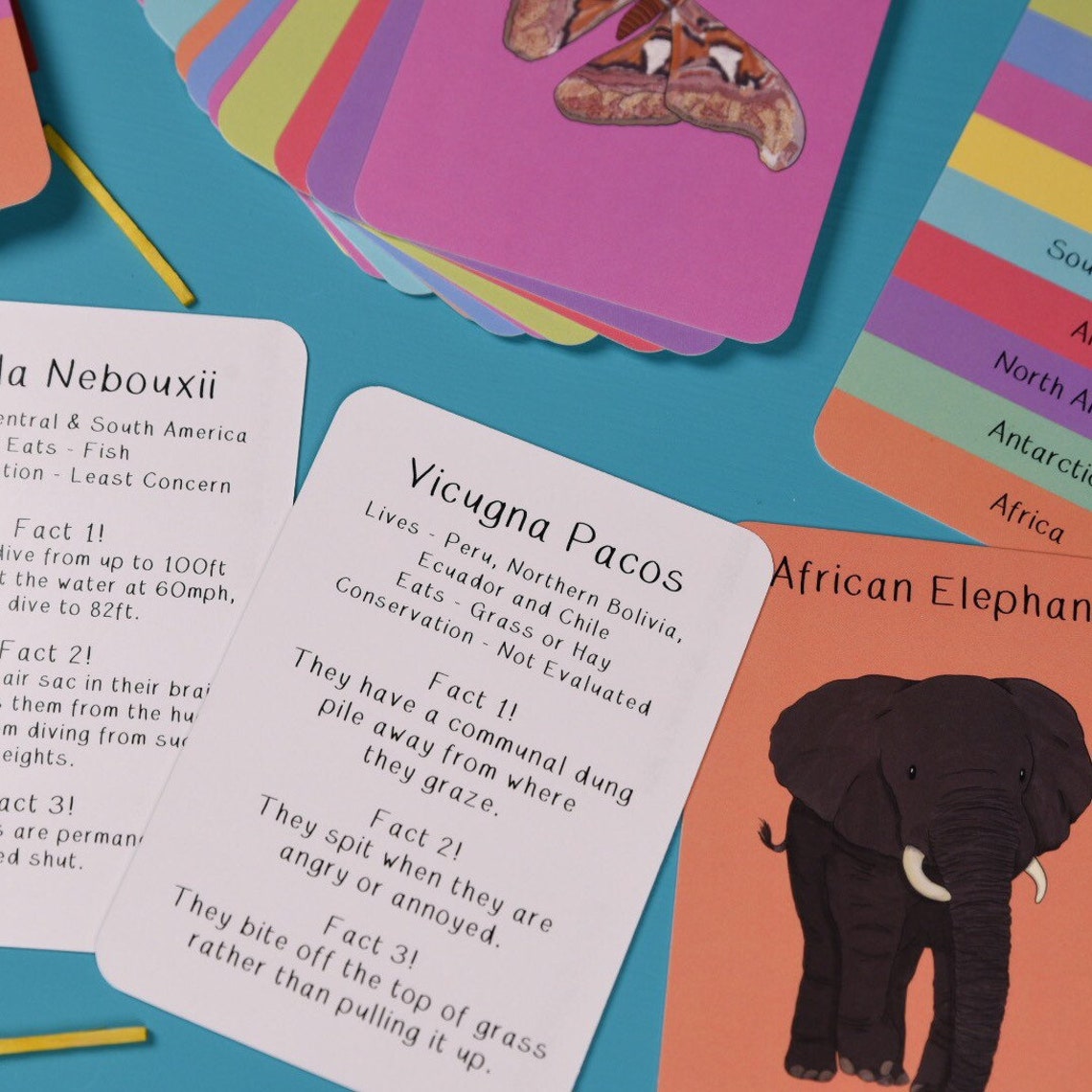 Amazing Animals Fact Cards Set 1 Learn Through Play | Etsy