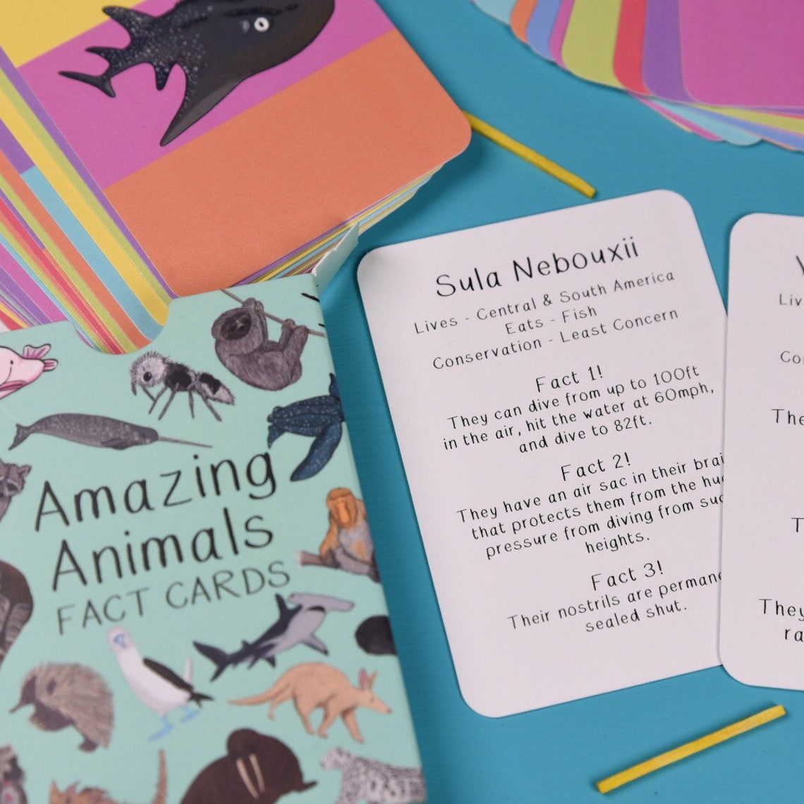 Amazing Animals Fact Cards Set 1 Learn Through Play | Etsy
