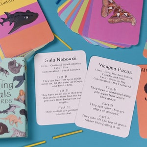 Amazing Animals Fact Cards Set 1 Learn Through Play Education Flash ...