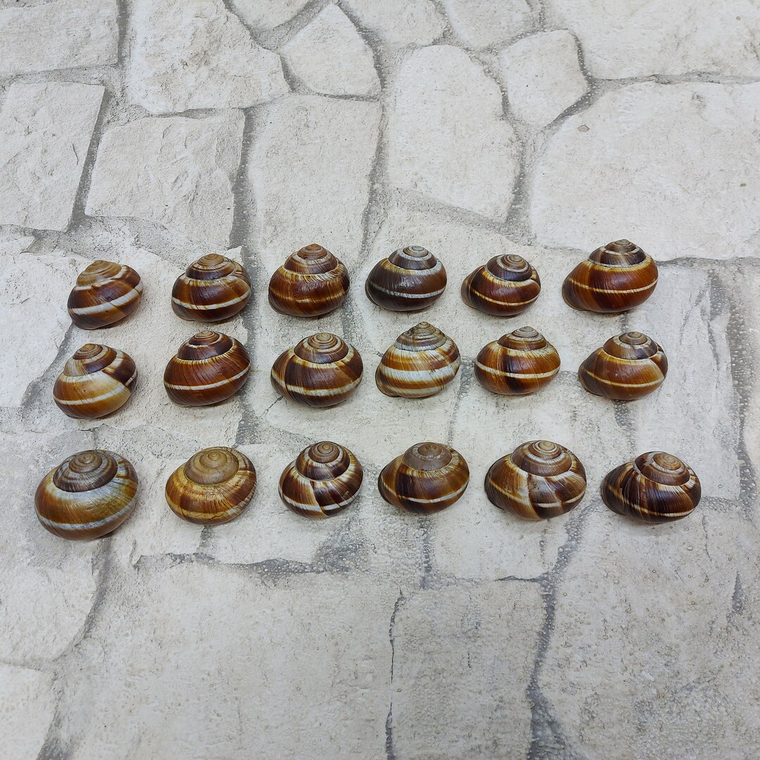 18 Pcs. Snail Shells Garden Snail Shells Gray Freshwater Snail Shells ...