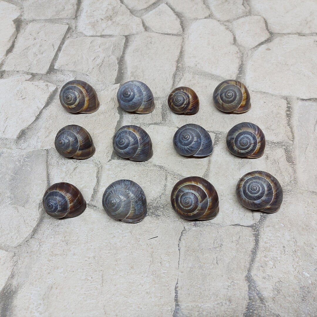 12 Pcs. Snail Shells Garden Snail Shells Gray Freshwater Snail Shells ...