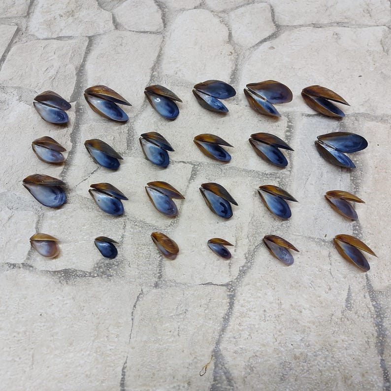 Black Sea Mussel Shells (24 Paired): Coastal Decor, Jewelry Making ...