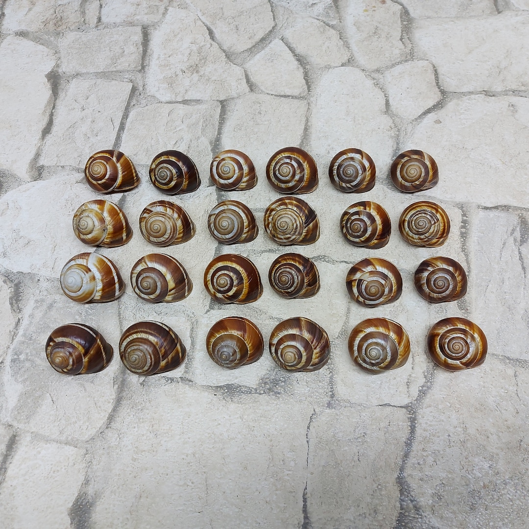24 Garden Snail Shells: Natural Brown & White Wedding Decor - Etsy