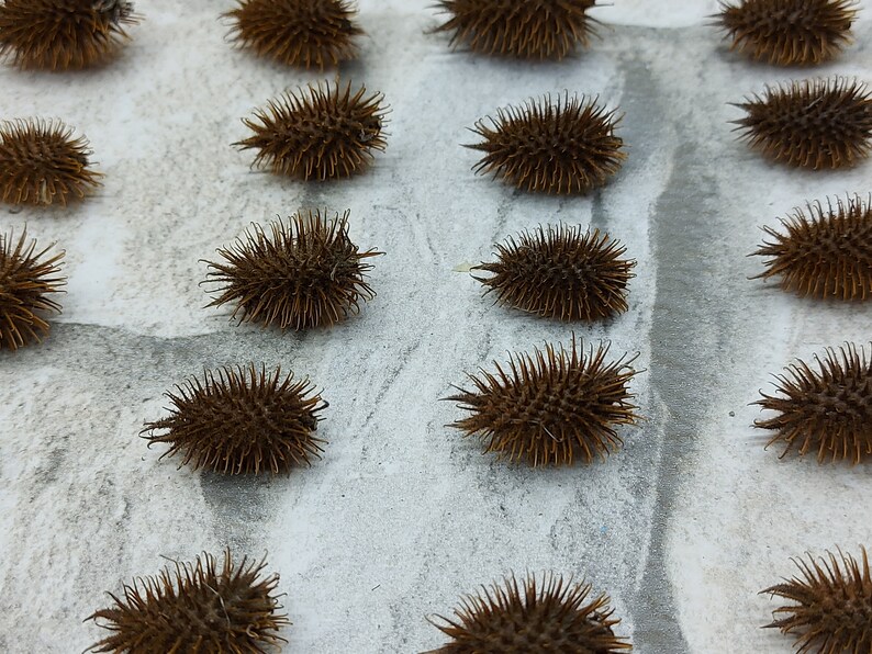 30 Pcs. Dry Prickly Balls Cocklebur Seed Pod Casings Craft - Etsy