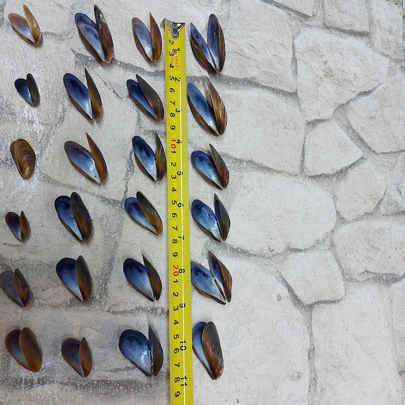 Black Sea Mussel Shells (24 Paired): Coastal Decor, Jewelry Making ...