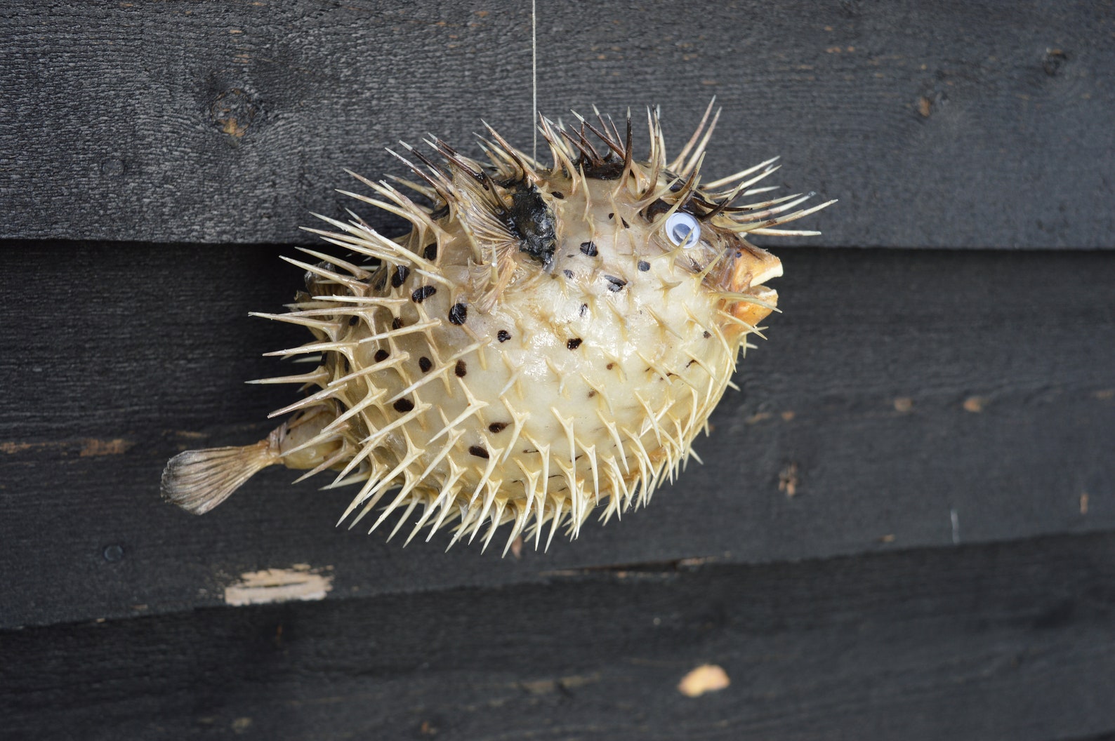 A taxidermy puffer fish /blow fish / porcupinefish 5-6 inch | Etsy