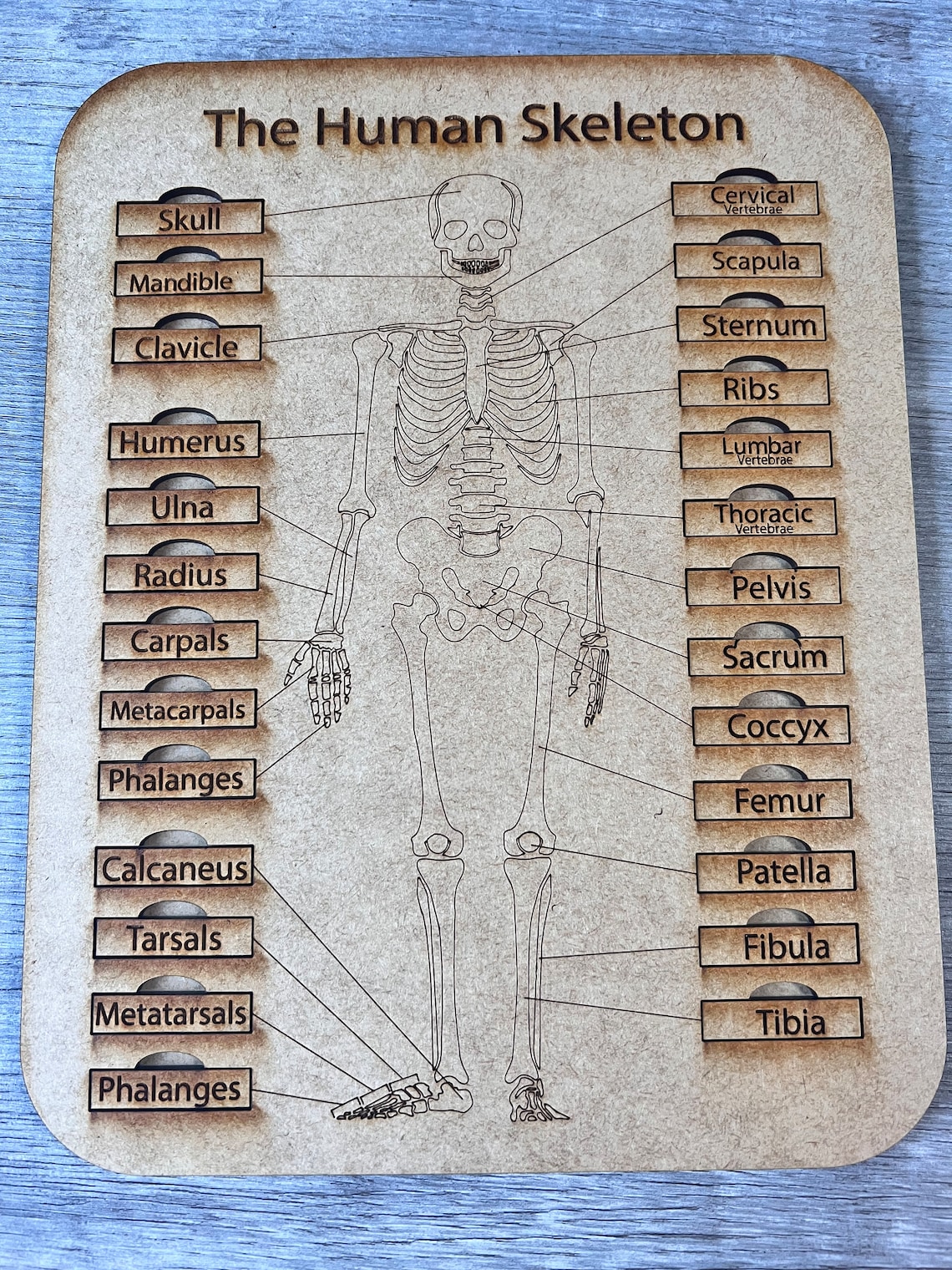 The Human Skeleton Education Learning Puzzle for Homeschool - Etsy