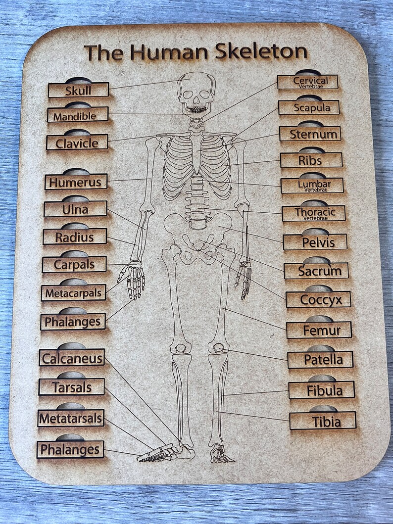 The Human Skeleton Education Learning Puzzle for Homeschool Families - Etsy