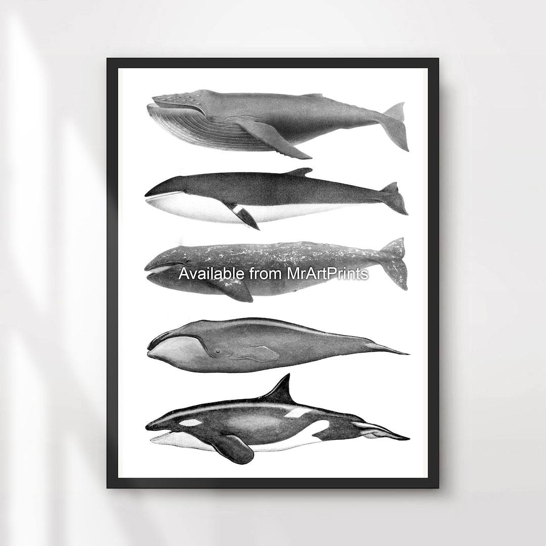 Whale Types Chart Art Wall Picture Poster Print Decor Black and White ...