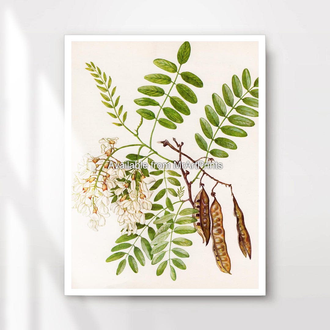 Black Locust Botanical Plant Illustration Art Print Poster Wall Picture ...
