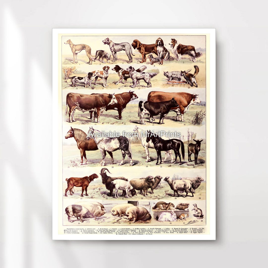 Vintage Farm Animals Art Print Poster, Rustic Cottagecore Decor - Etsy