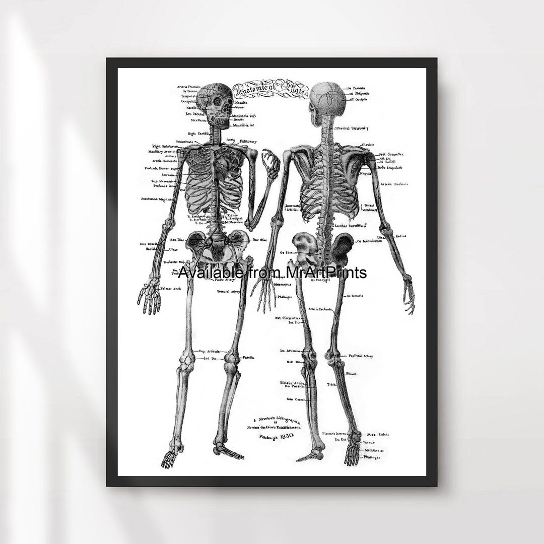 Human Skeleton Medical Illustrations Diagram Art Print Poster Wall ...