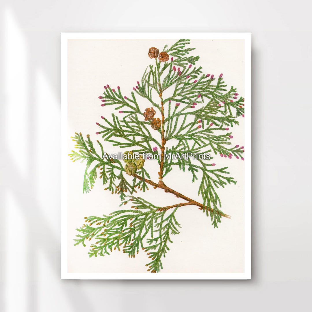 Lawson Cypress Botanical Print | Lush Green Foliage Art - Etsy