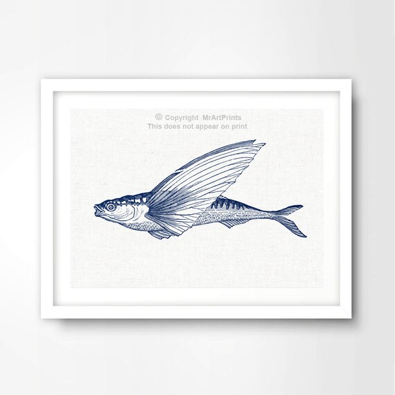 Flying Fish Design
