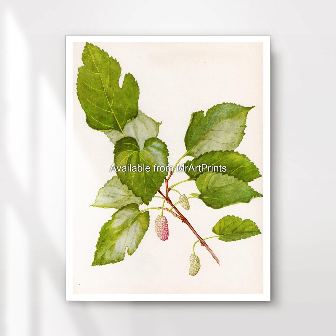 White Mulberry Botanical Plant Illustration Art Print Poster Wall ...