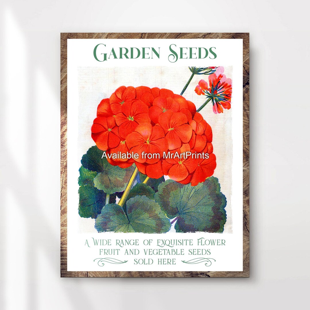 Geranium Gardening Red Flowers Seeds Vintage Advertising Art Print ...