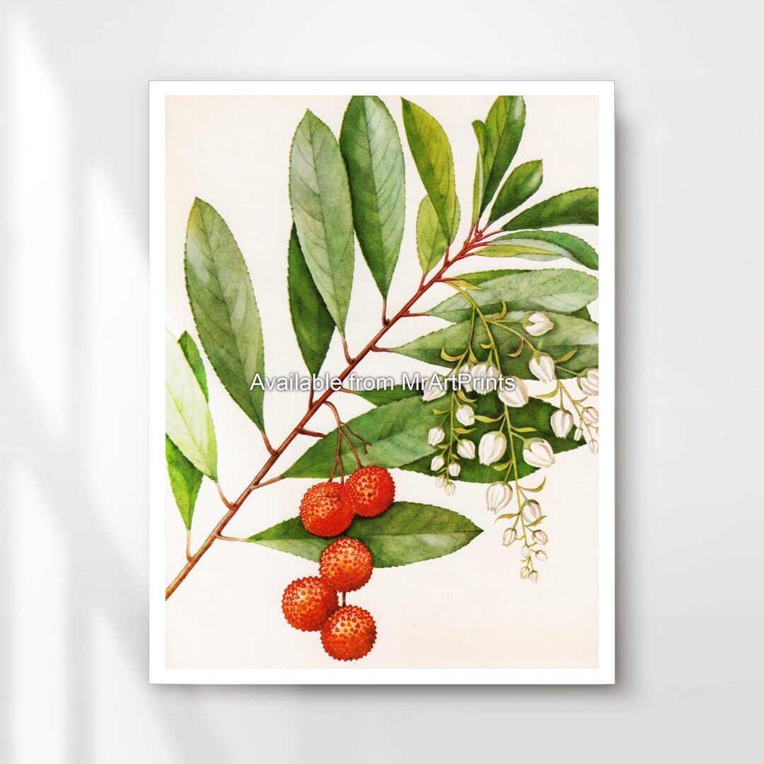 Strawberry Tree Botanical Plant Illustration Art Print Poster Wall ...