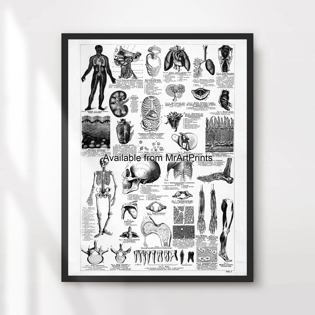 Medical Human Anatomy Chart Vintage Illustrations Diagram Art Print ...