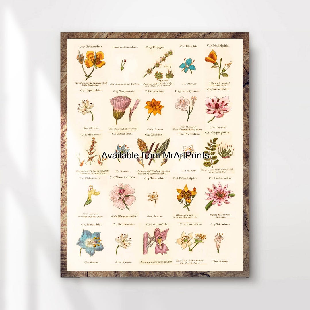Botanical Flower Chart Art Print, Elegant Home Decor - Etsy