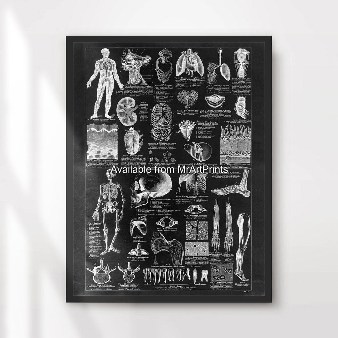Medical Human Anatomy Chart Vintage Illustrations Diagram Art Print ...