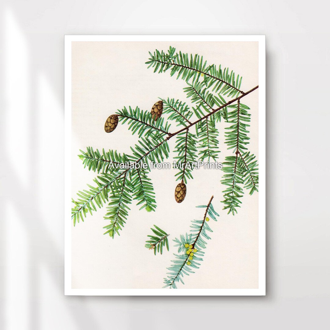 Canadian Hemlock Botanical Plant Illustration Art Print Poster Wall ...