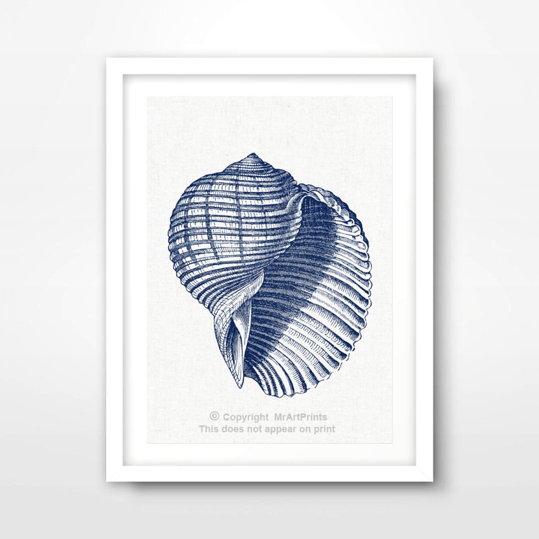 Blue Seashell Shell NAUTICAL ART PRINT Seaside Illustration Picture ...