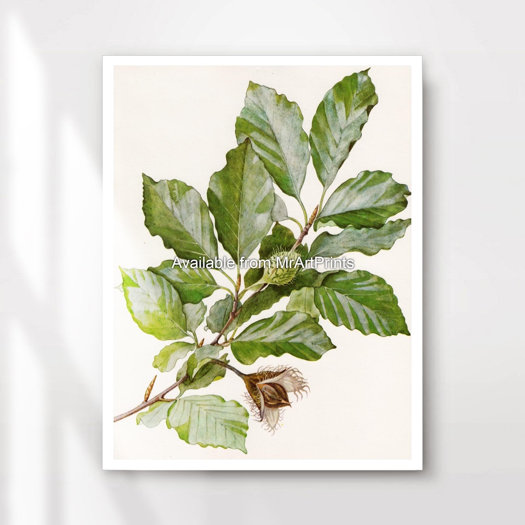Common Beech Botanical Plant Illustration Art Print Poster Wall Picture ...