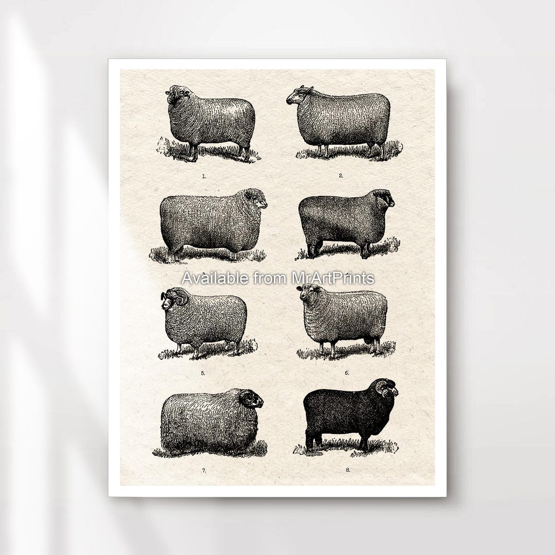 Sheep Breeds Illustrated Chart Art Print Poster Wall Picture Vintage ...