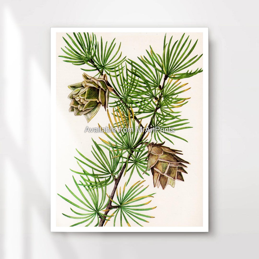 Golden Larch Tree Botanical Plant Illustration Art Print Poster Wall ...