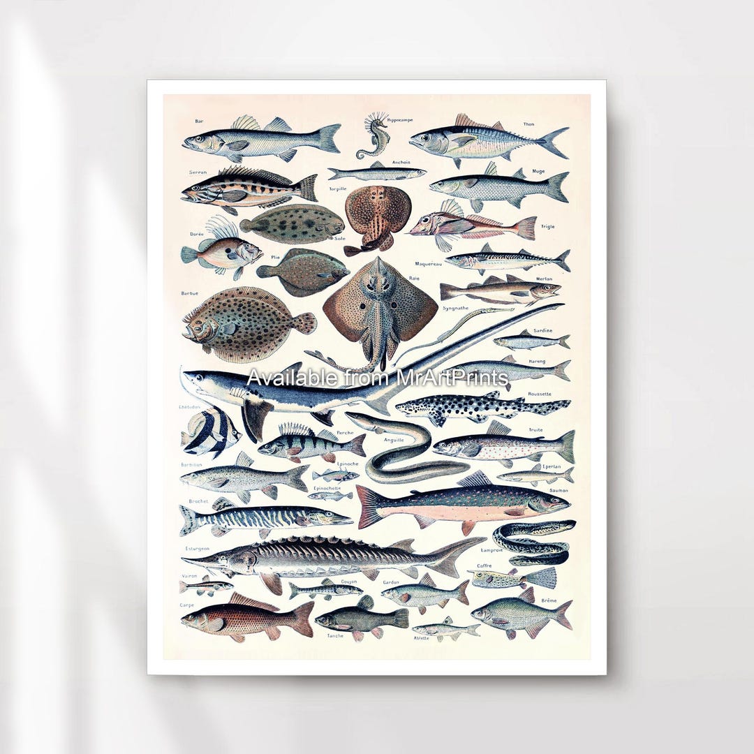 Fish Species Types Chart Art Wall Picture Poster Print Decor Ocean Sea ...