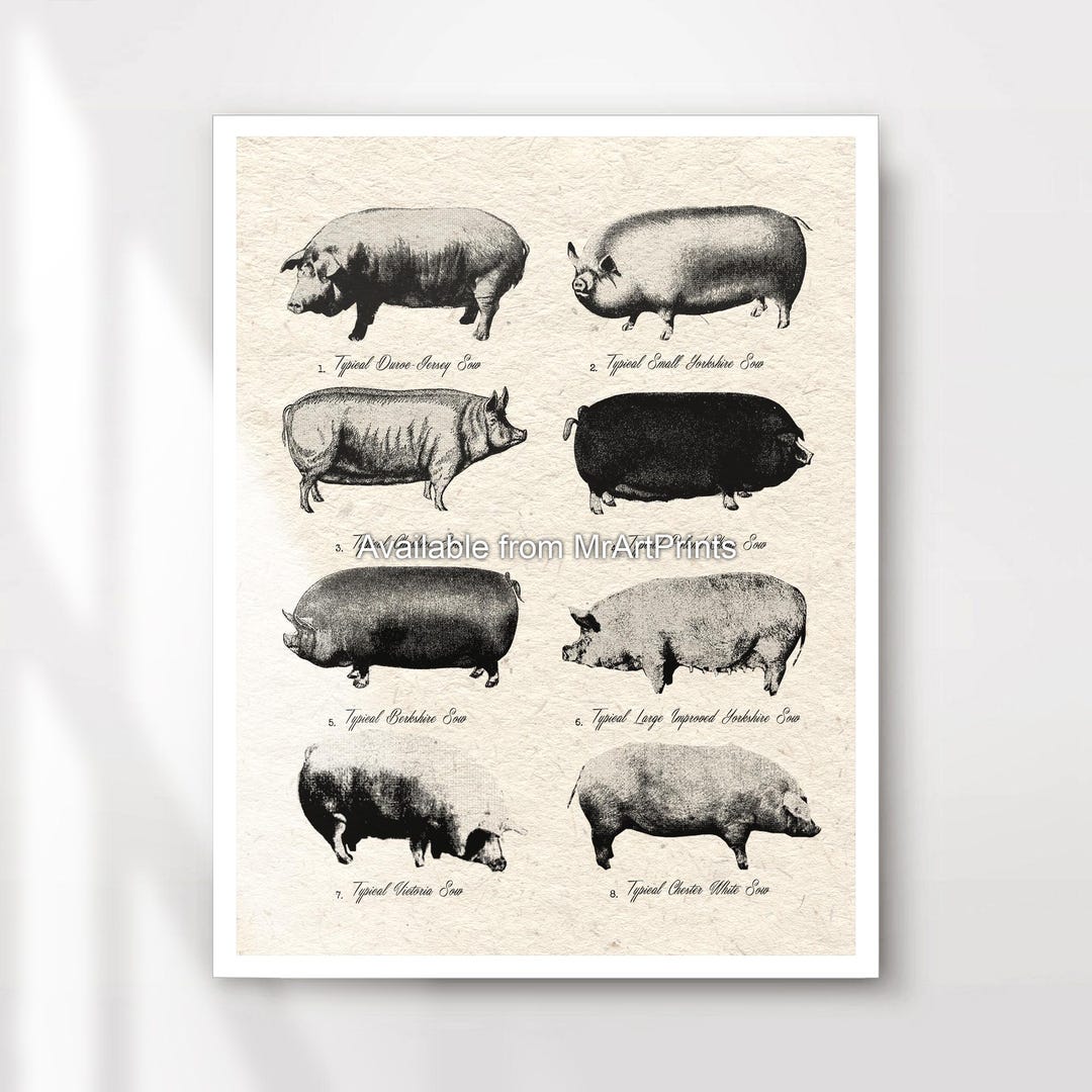 Pig Breeds Illustrated Chart Art Print Poster Wall Picture Vintage Farm ...