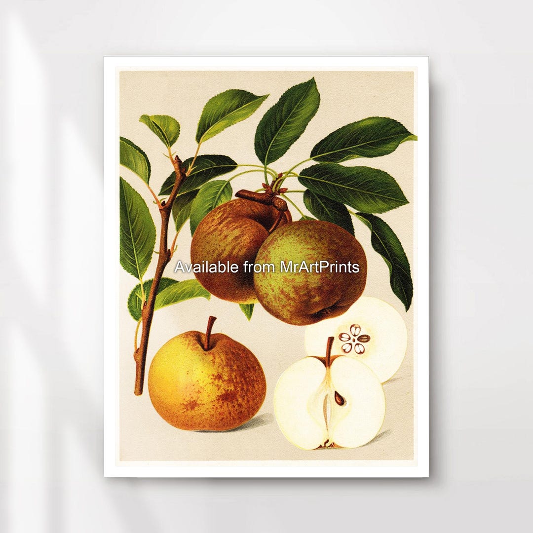 Vintage Apple Botanical Art Print - Kitchen Wall Decor - Etsy
