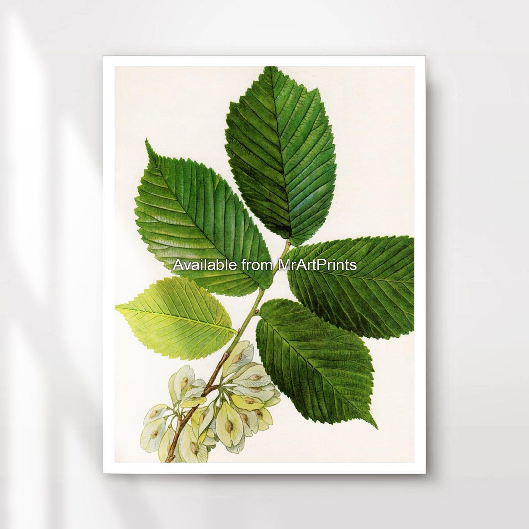 Wych Elm Tree Botanical Plant Illustration Art Print Poster Wall ...