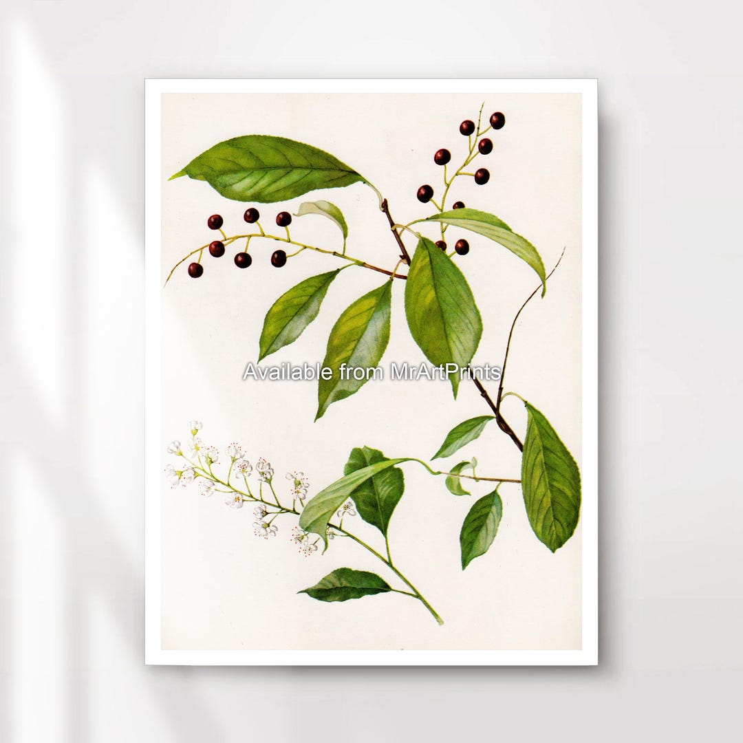 Black Cherry Botanical Art Print, Elegant Greenery Illustration - Etsy