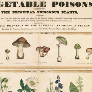 Tipos de venenos, tabla de hongos, plantas venenosas, diagrama vintage ...