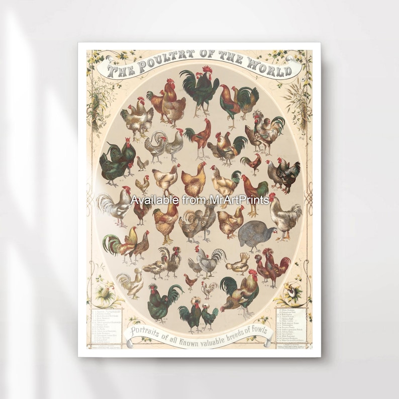 Chicken Breeds Types Chart Eggs Kitchen Art Print Poster Wall Picture ...