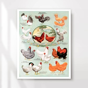 Chicken Breeds Chart Art Print - Vintage Farmhouse Kitchen Poster - Etsy