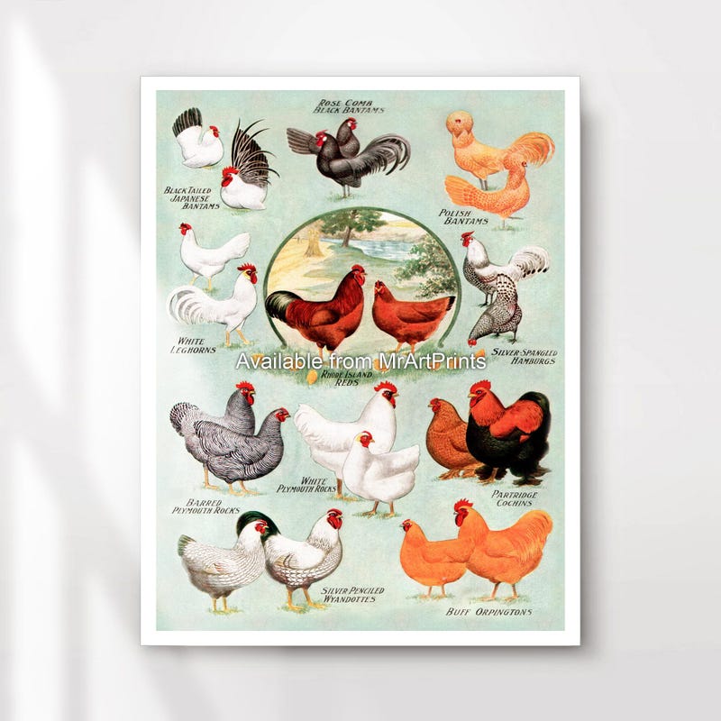 Chicken Breeds Poster - Etsy