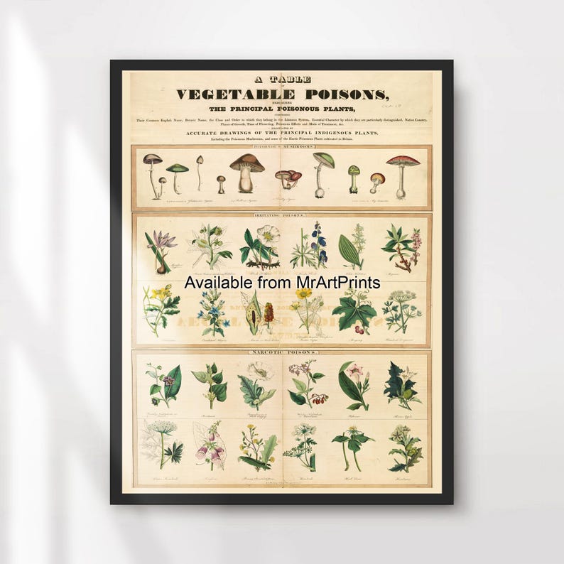 Types of Poison Chart Mushrooms Poisonous Plants Illustrated Vintage ...