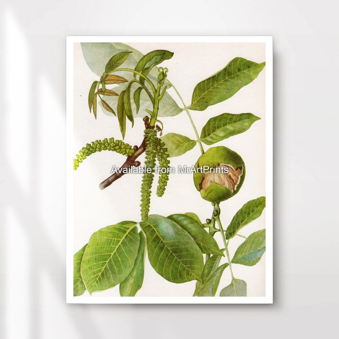 Botanical Walnut Plant Illustration Art Print - Lush Green Decor - Etsy