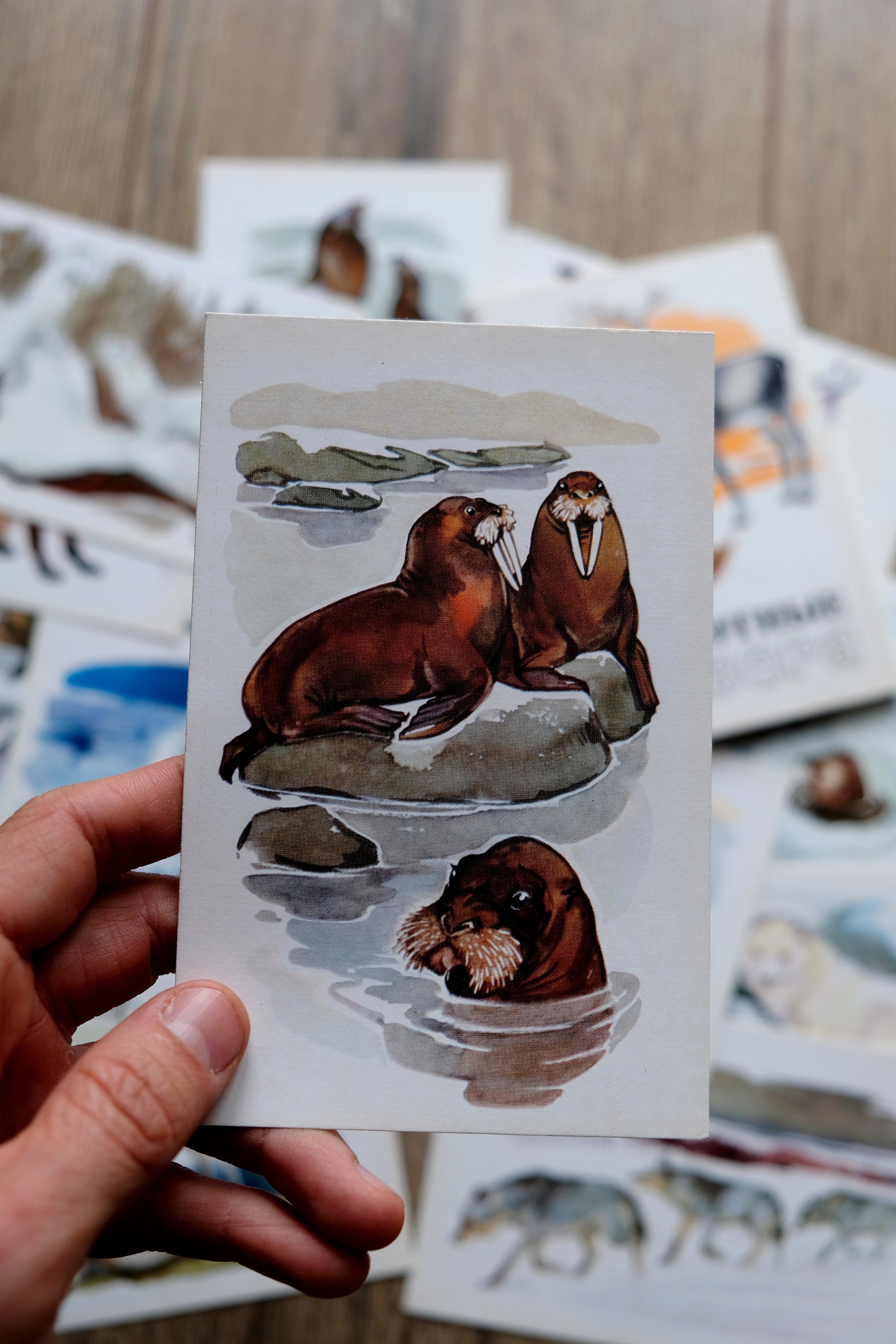 Conjunto vintage de 16 postales sobre el tema Animales | Etsy