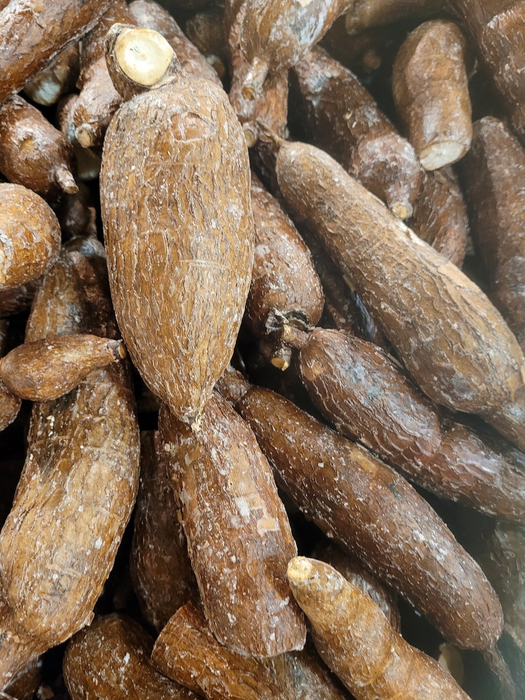 FRESH Yucca | Cassava Root | Yuca - Etsy