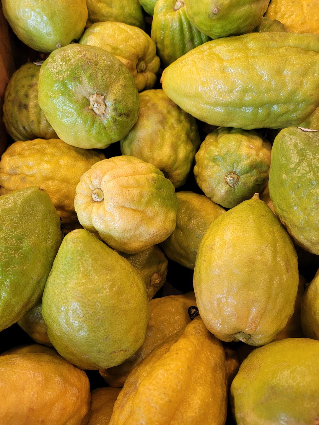 FRESH Whole Etrog Citron | Lemons | Rare Fruit - Etsy