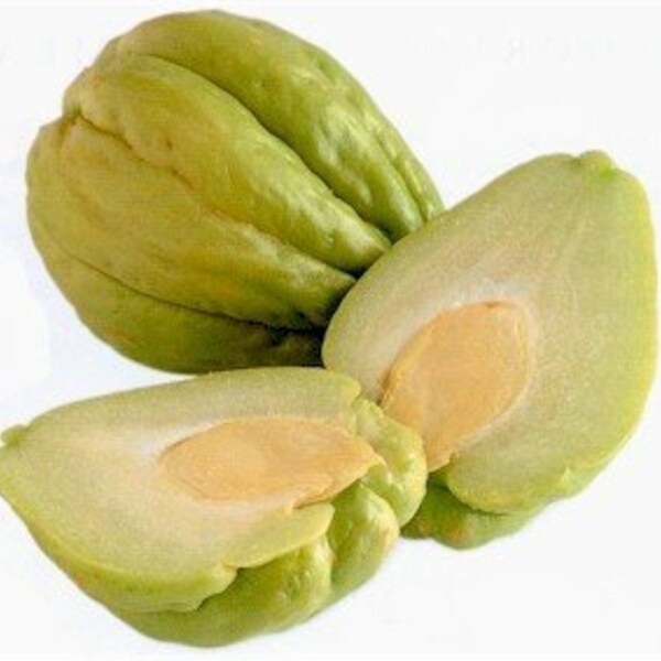Chayote Plant - Etsy